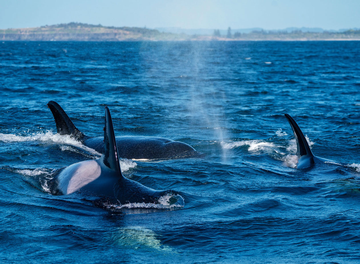 Top 17 Things To Do in Ballina for the Adventurous (With Pics!)