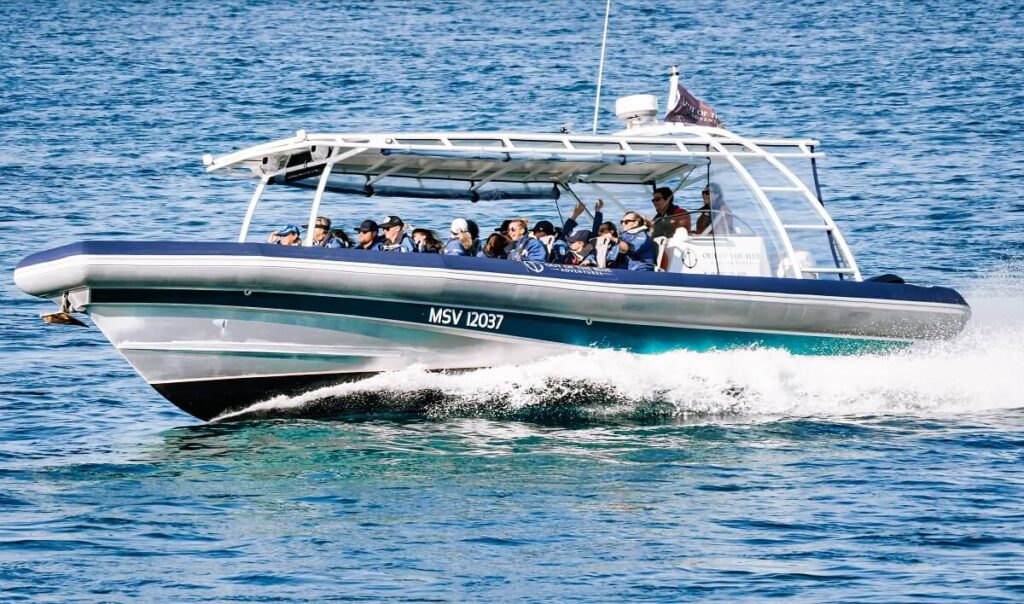Byron Bay Boat Cruises | #1 Dolphin & Whale Watching Eco Vessel